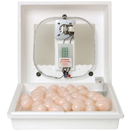 Little Giant 10300 Egg Incubator, 41 Large Chicken Eggs Egg, 99.5 deg F ...